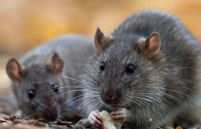 Why Prompt Action is Crucial for Emergency Rat Removal Services ...